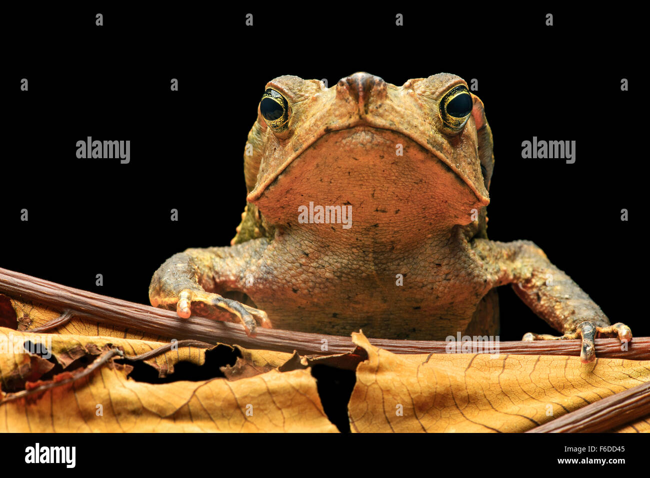 Neotropical toad species (Rhinella dapsilis), True toads family ...