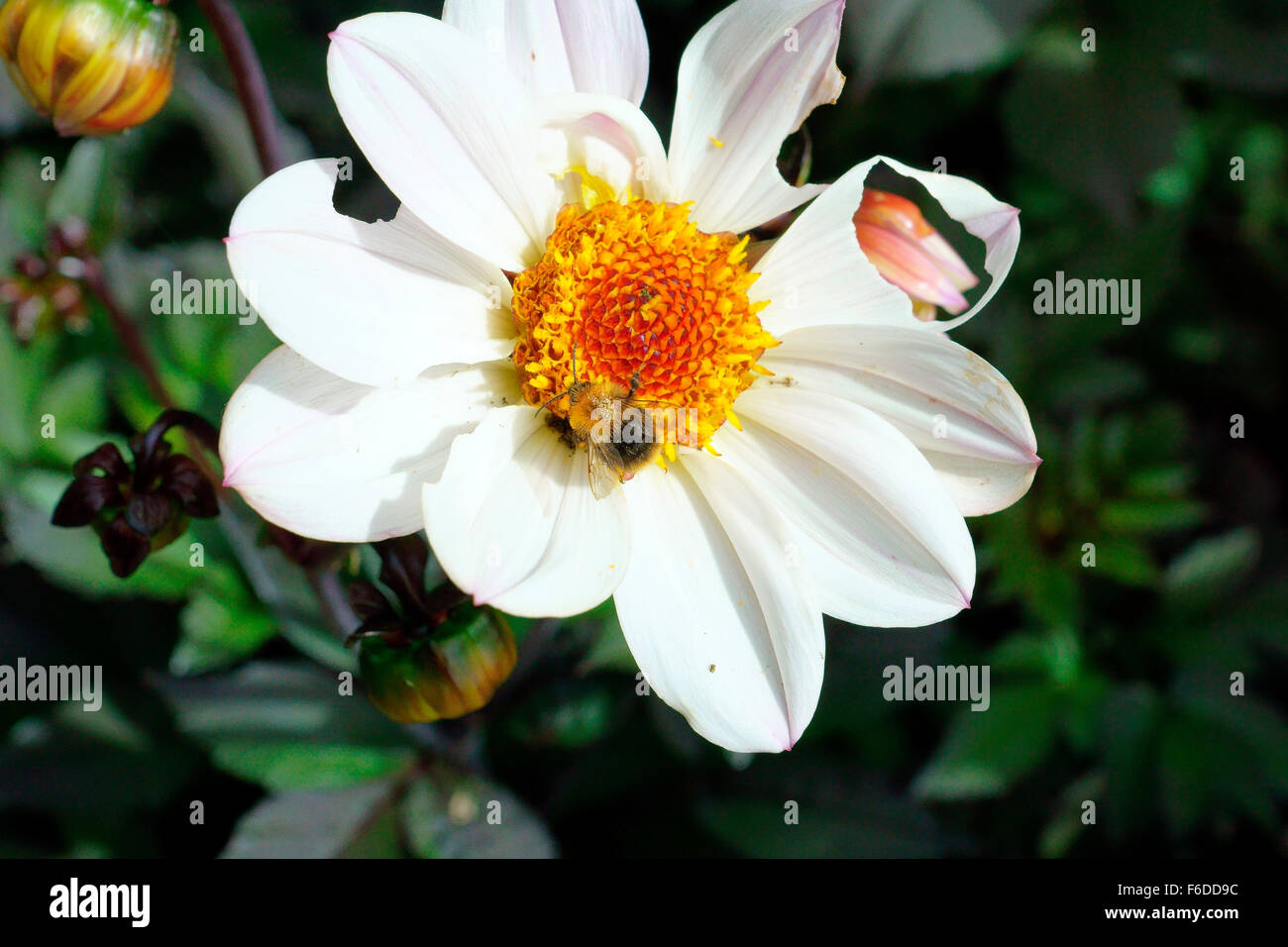 Dahlia Twynings After Eight High Resolution Stock Photography and ...