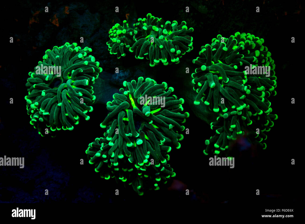 Fluorescent Mushroom Coral, Heliofungia actiniformis, Alor, Indonesia ...