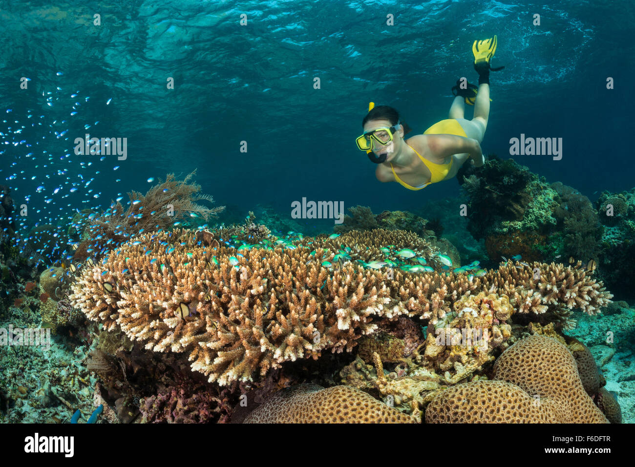 Snorkeling over Coral Reef, Alor, Indonesia Stock Photo - Alamy