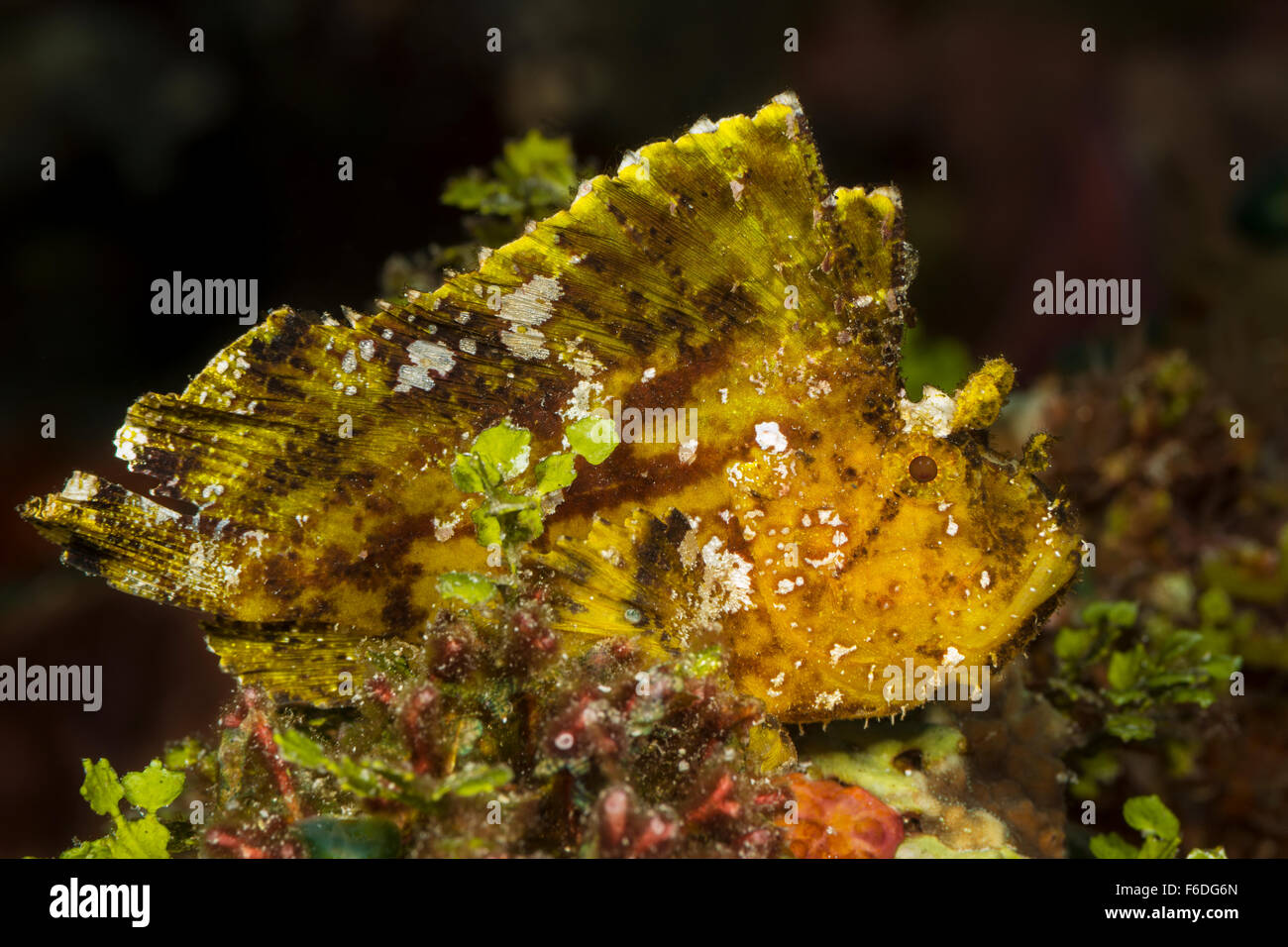 Yellow Leaf Scorpionfish, Taenianotus triacanthus, Alor, Indonesia ...