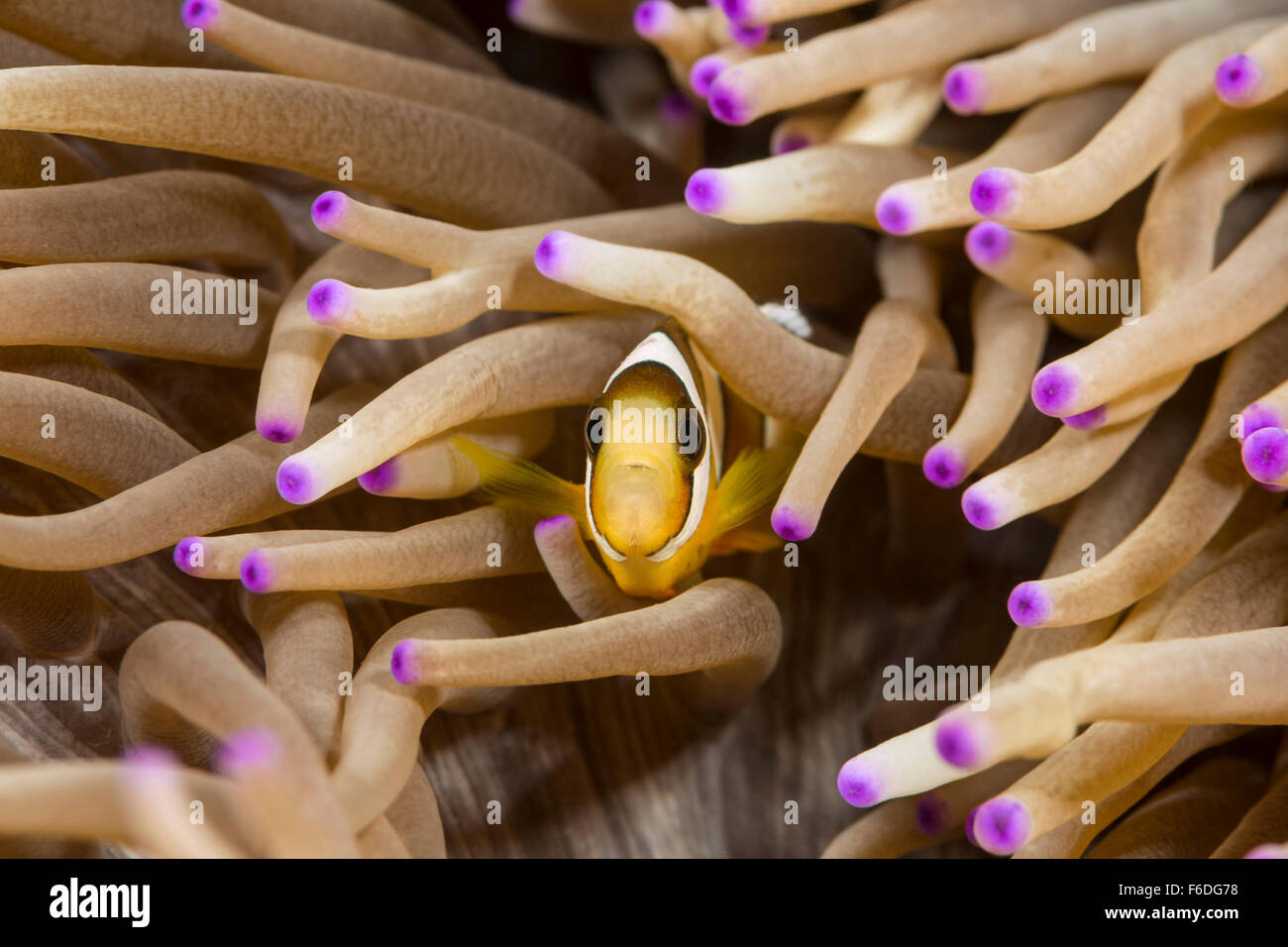 Threeband Anemonefish, Amphiprion tricinctus, Alor, Indonesia Stock ...