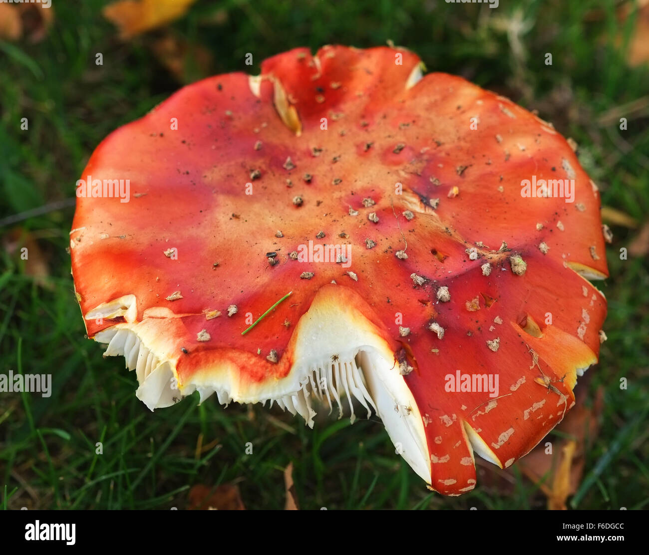 Val young animal hi-res stock photography and images - Alamy