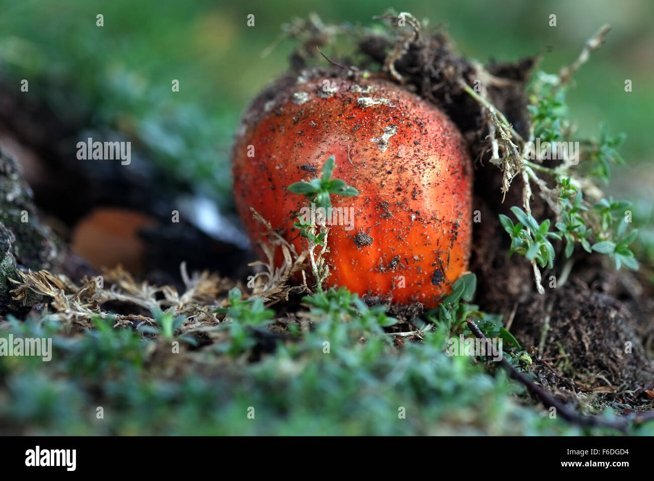 Val young animal hi-res stock photography and images - Alamy