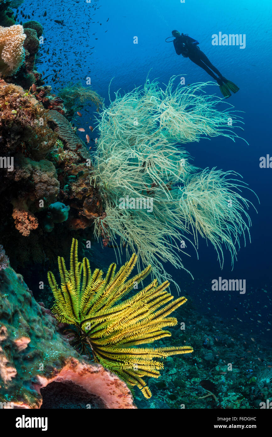 Yellow Feather Star in Coral Reef, Comanthina schlegeli, Alor ...