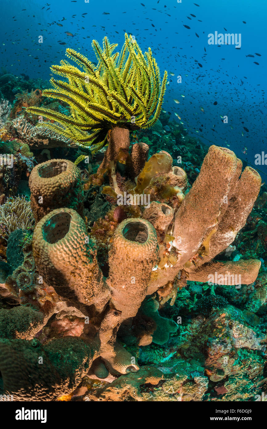 Tube Sponge in Coral Reef, Diacarnus spinipoculum / krinoid Comanthina ...
