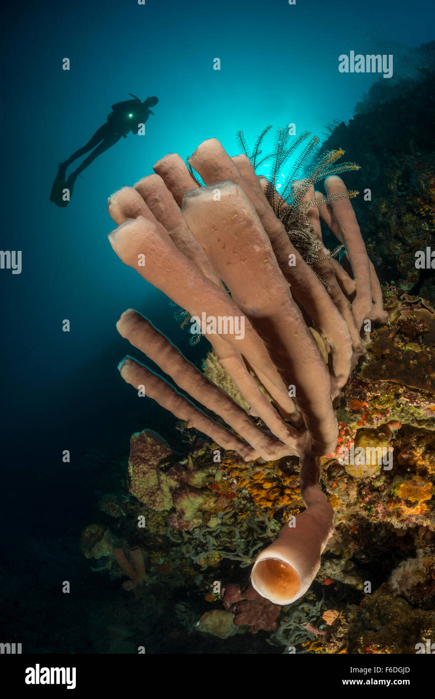 Tube Sponge in Coral Reef, Callyspongia sp., Alor, Indonesia Stock ...