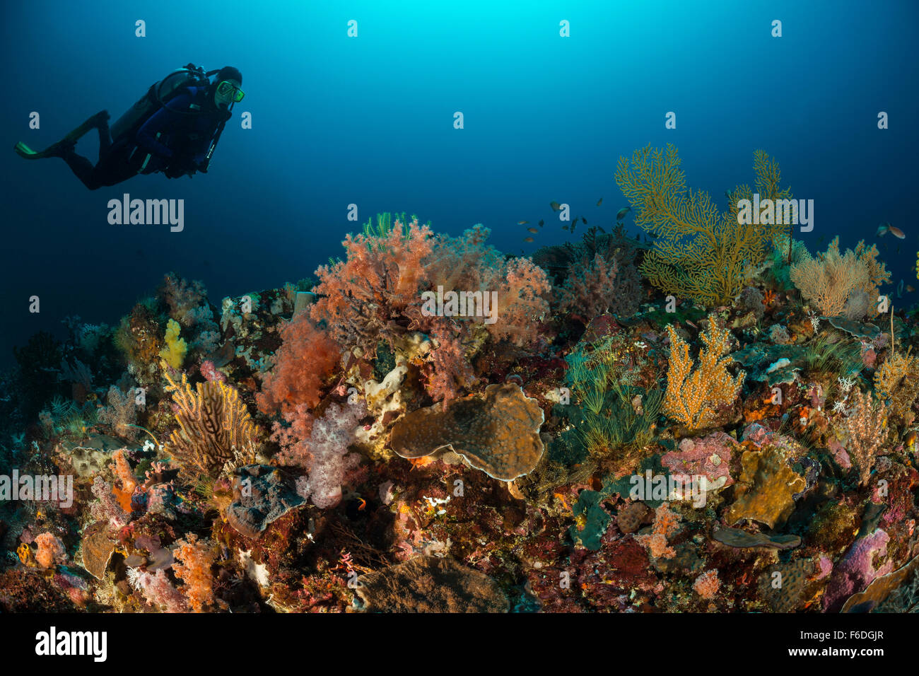 Scuba Diver over Coral Reef, Alor, Indonesia Stock Photo - Alamy