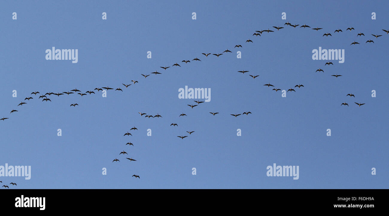 Migrating flock of birds hi-res stock photography and images - Alamy