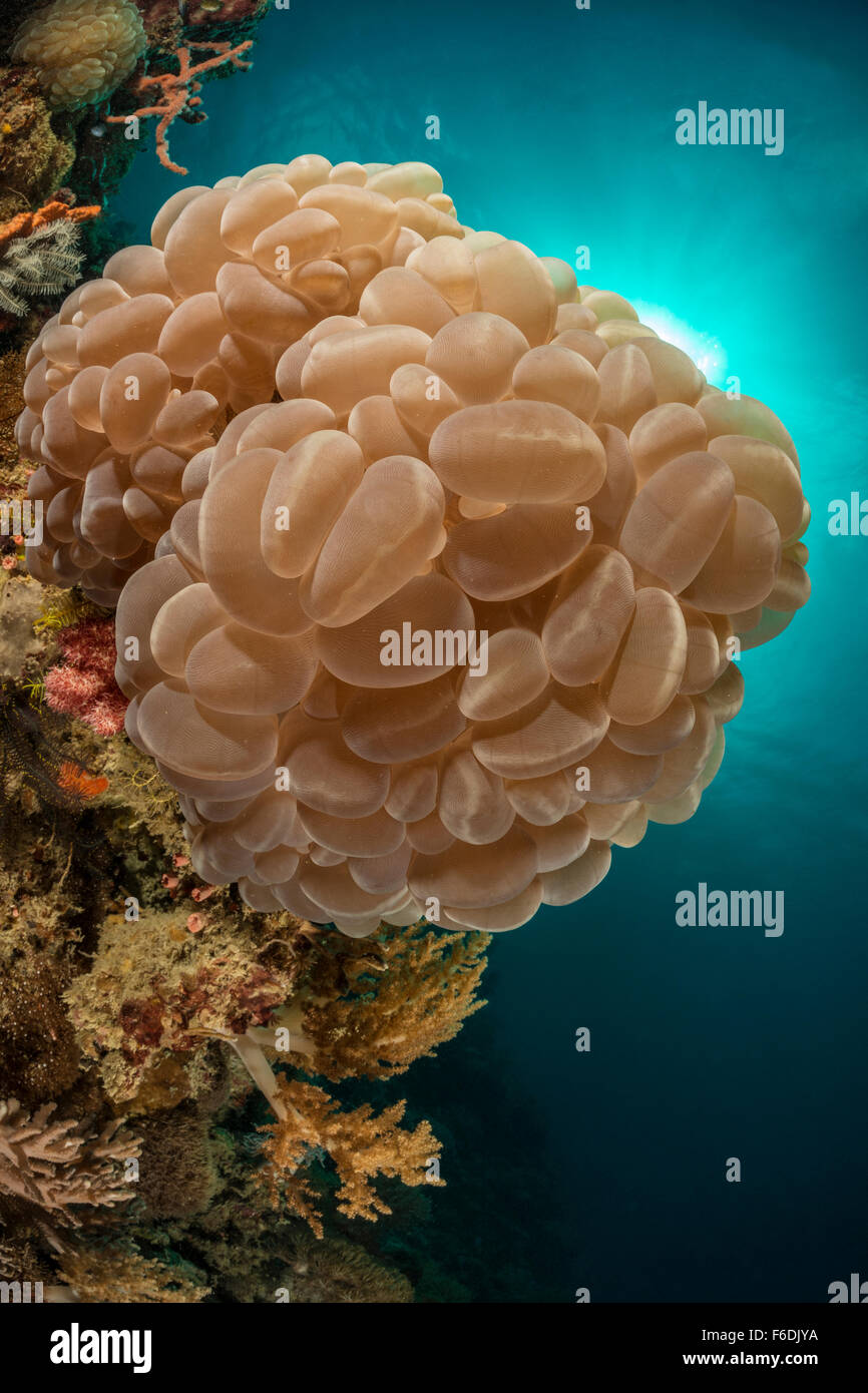 Plerogyra sinuosa hi-res stock photography and images - Alamy