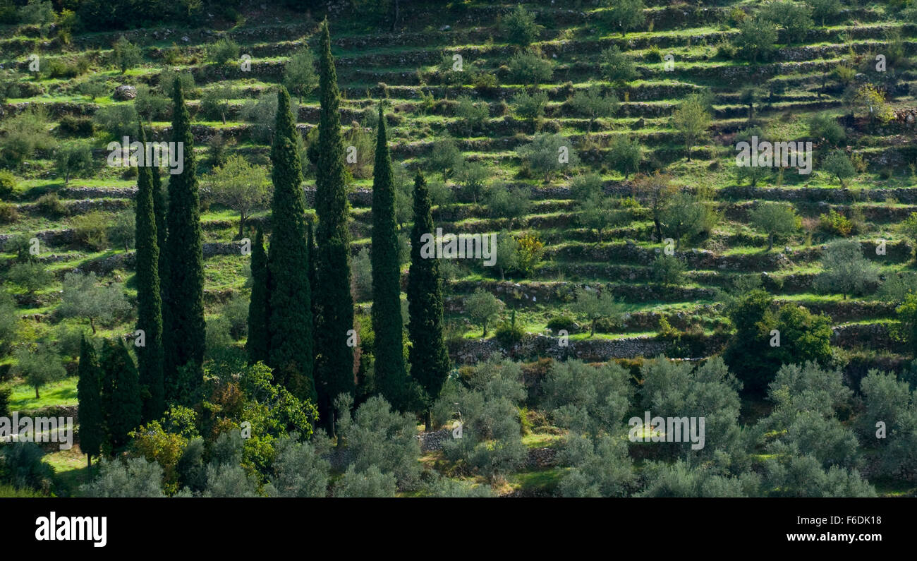 Terracing in Peleponnese Greece Stock Photo - Alamy