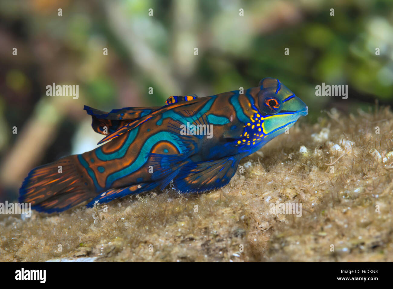 Mandarinfish, Synchiropus spiendidus, Alor, Indonesia Stock Photo - Alamy