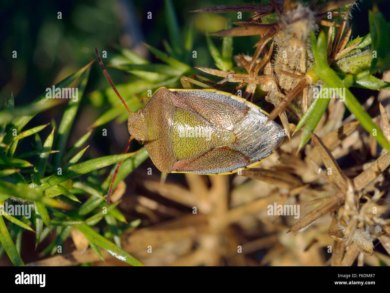 Gorse Shieldbug - Piezodorus lituratus Amongst Gorse Thorns Stock Photo ...