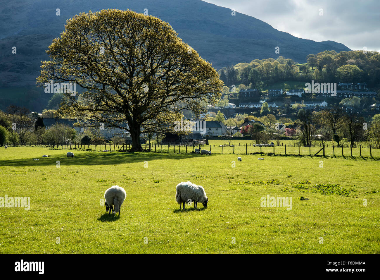 Spring lambs in sunlight in front of mountain in Lake District Stock ...