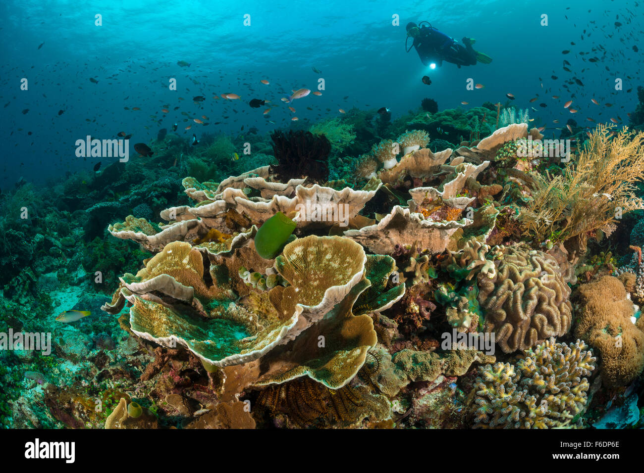 Scuba Diver over Coral Reef, Alor, Indonesia Stock Photo - Alamy