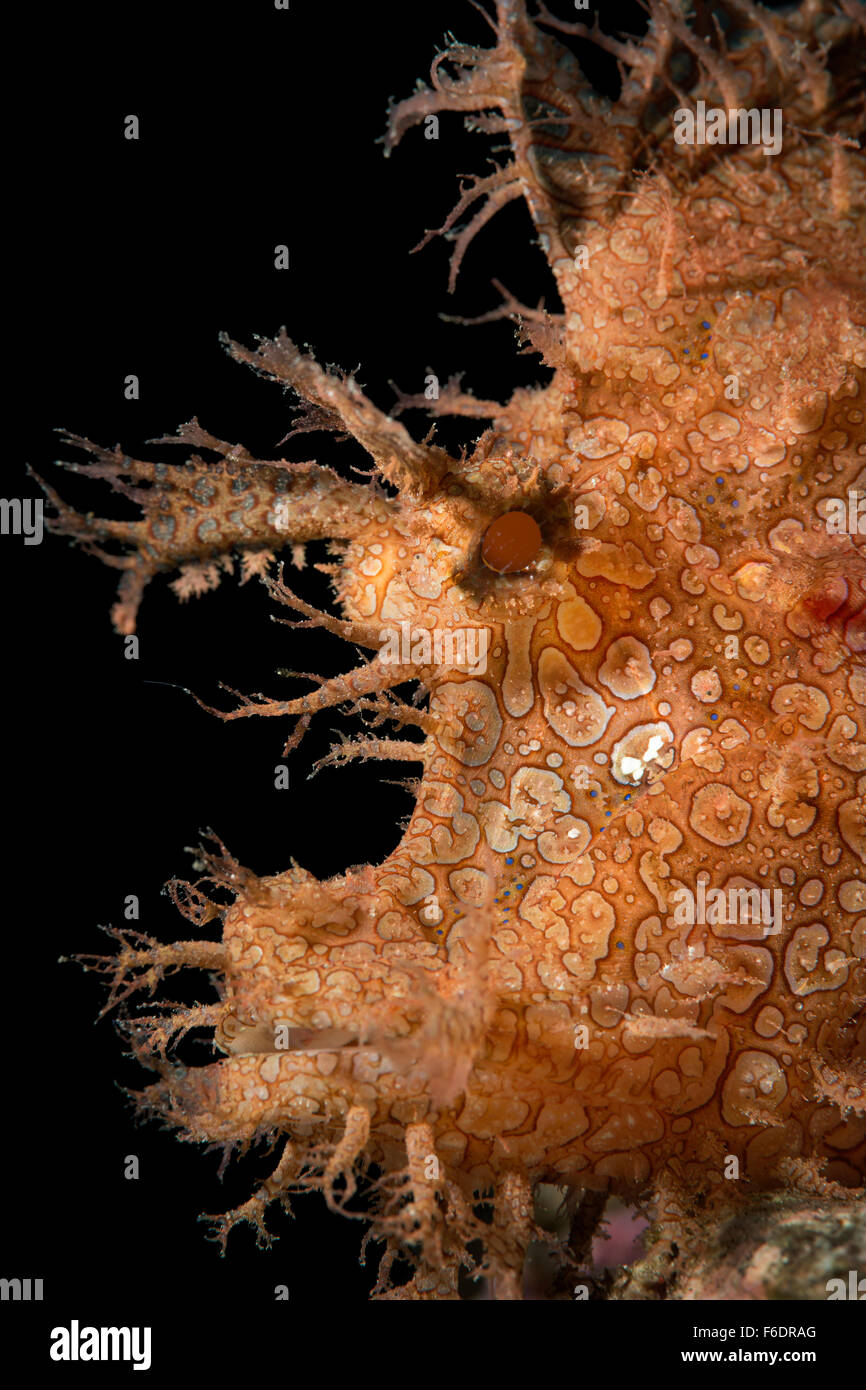 Head of Weedy Scorpionfish, Rhinopias frondosa, Alor, Indonesia Stock ...