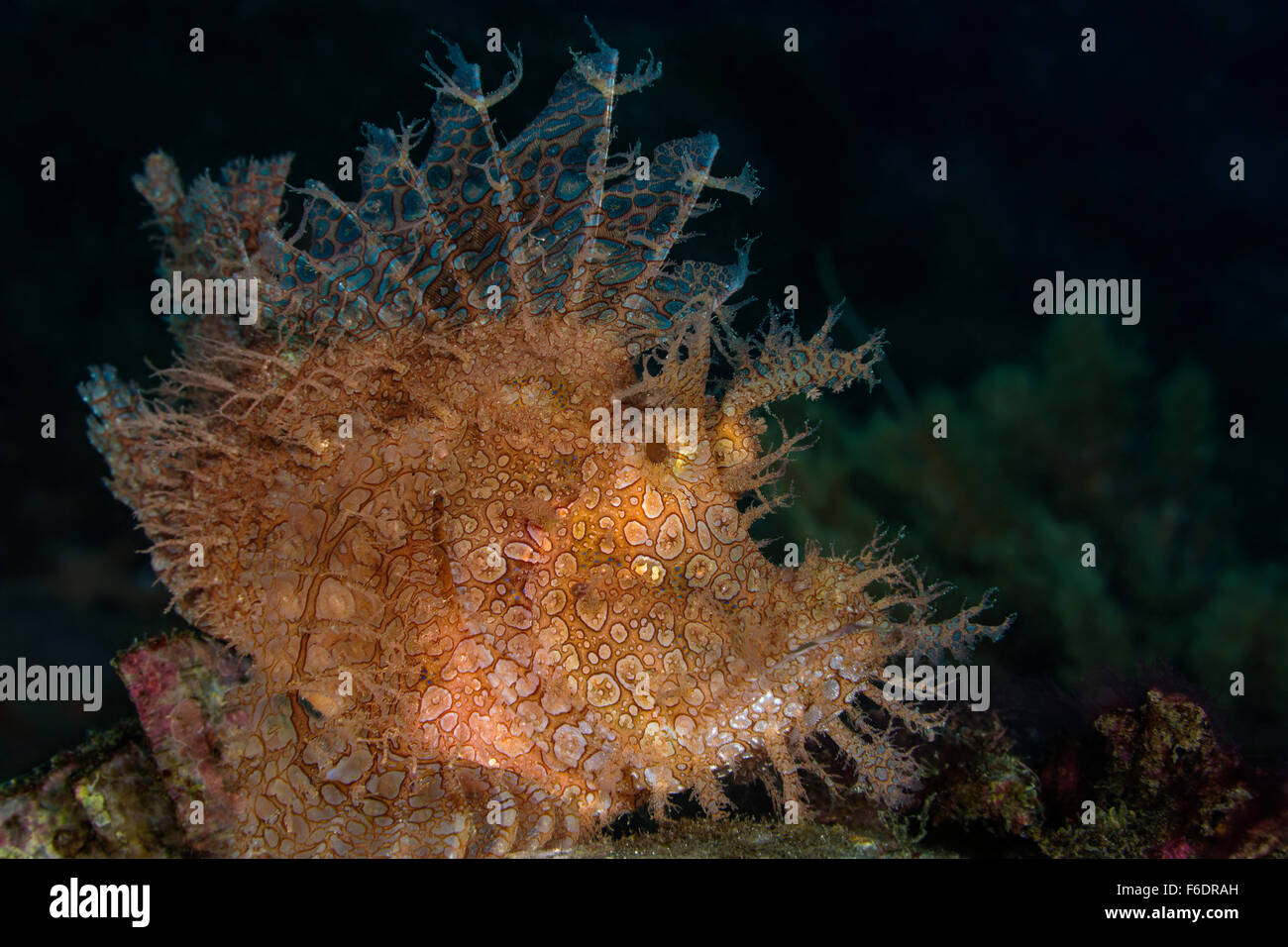 Weedy Scorpionfish, Rhinopias frondosa, Alor, Indonesia Stock Photo - Alamy