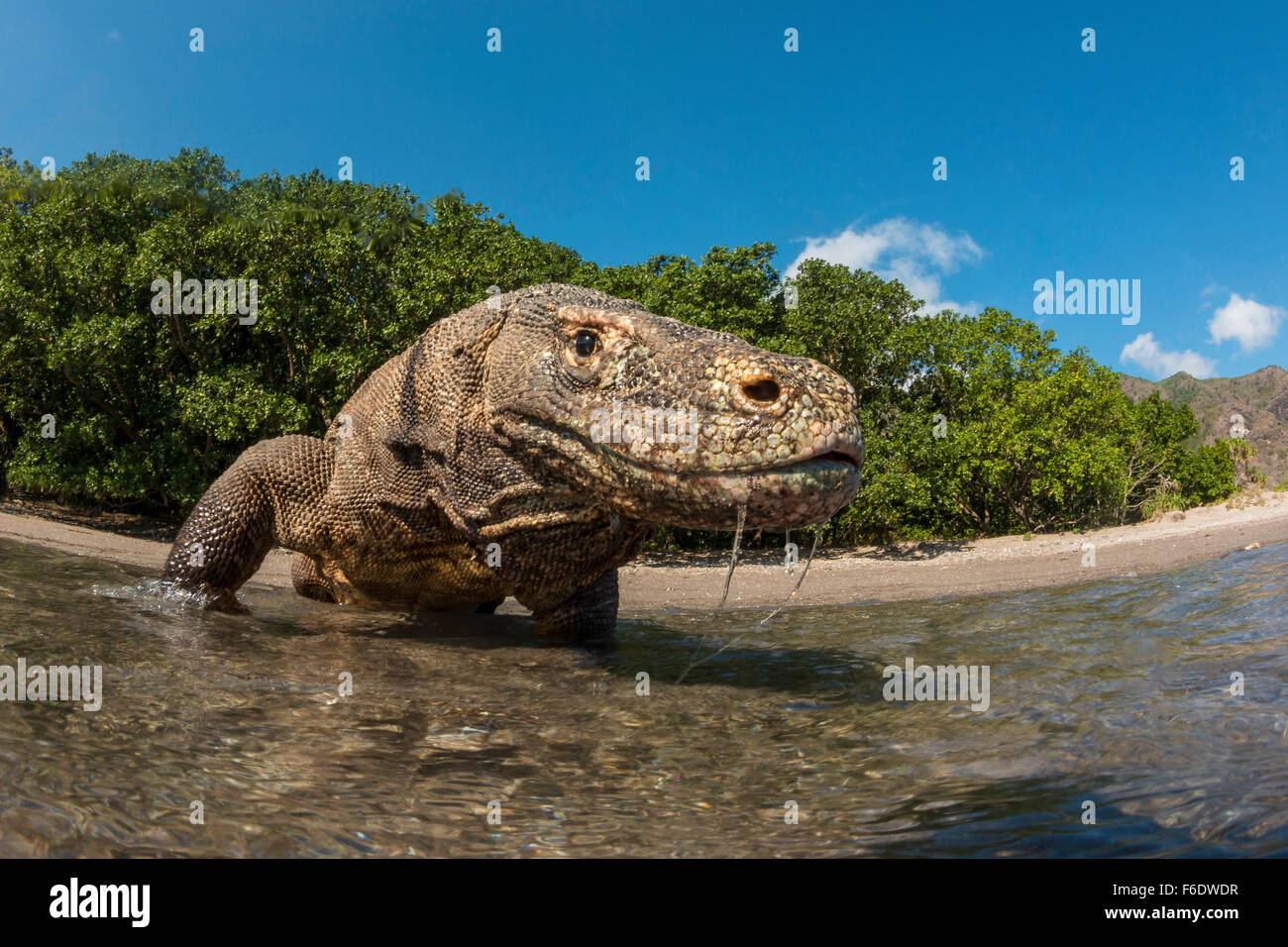 Komodo dragon hi-res stock photography and images - Alamy