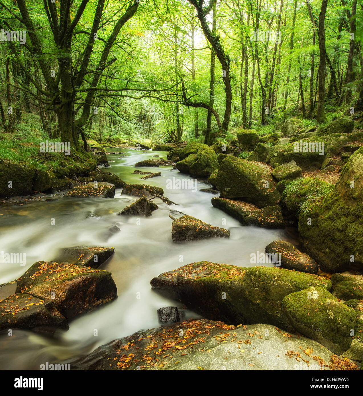 Stunning landscape of river flowing through lush forest Golitha Falls ...