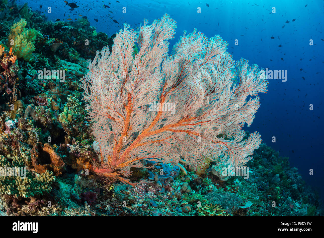 Colored Coral Reef, Melithaea sp., Komodo, Indonesia Stock Photo - Alamy
