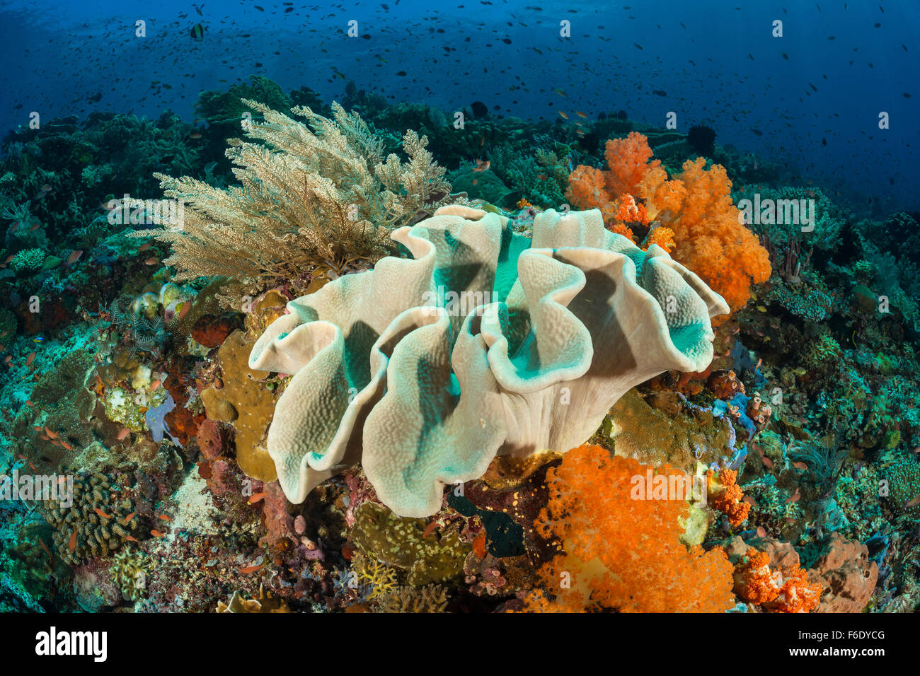 Colored Coral Reef, Sarcophyton sp., Komodo, Indonesia Stock Photo - Alamy