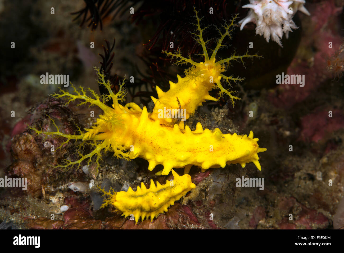 Yellow Sea Cucumber, Colochirus robustus, Komodo, Indonesia Stock Photo ...