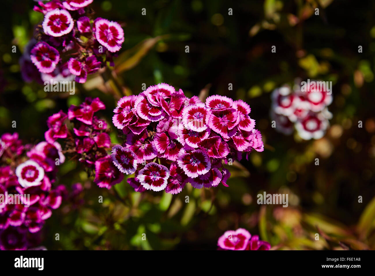 Asingle plant of Dianthus barbatum,sometimes known as Sweet William ...