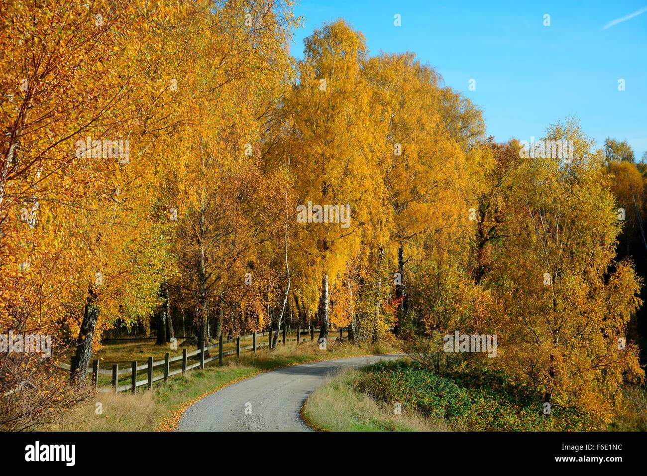 Narrow road with Birch trees (Betula sp.), autumnal colours, Snogeholm ...