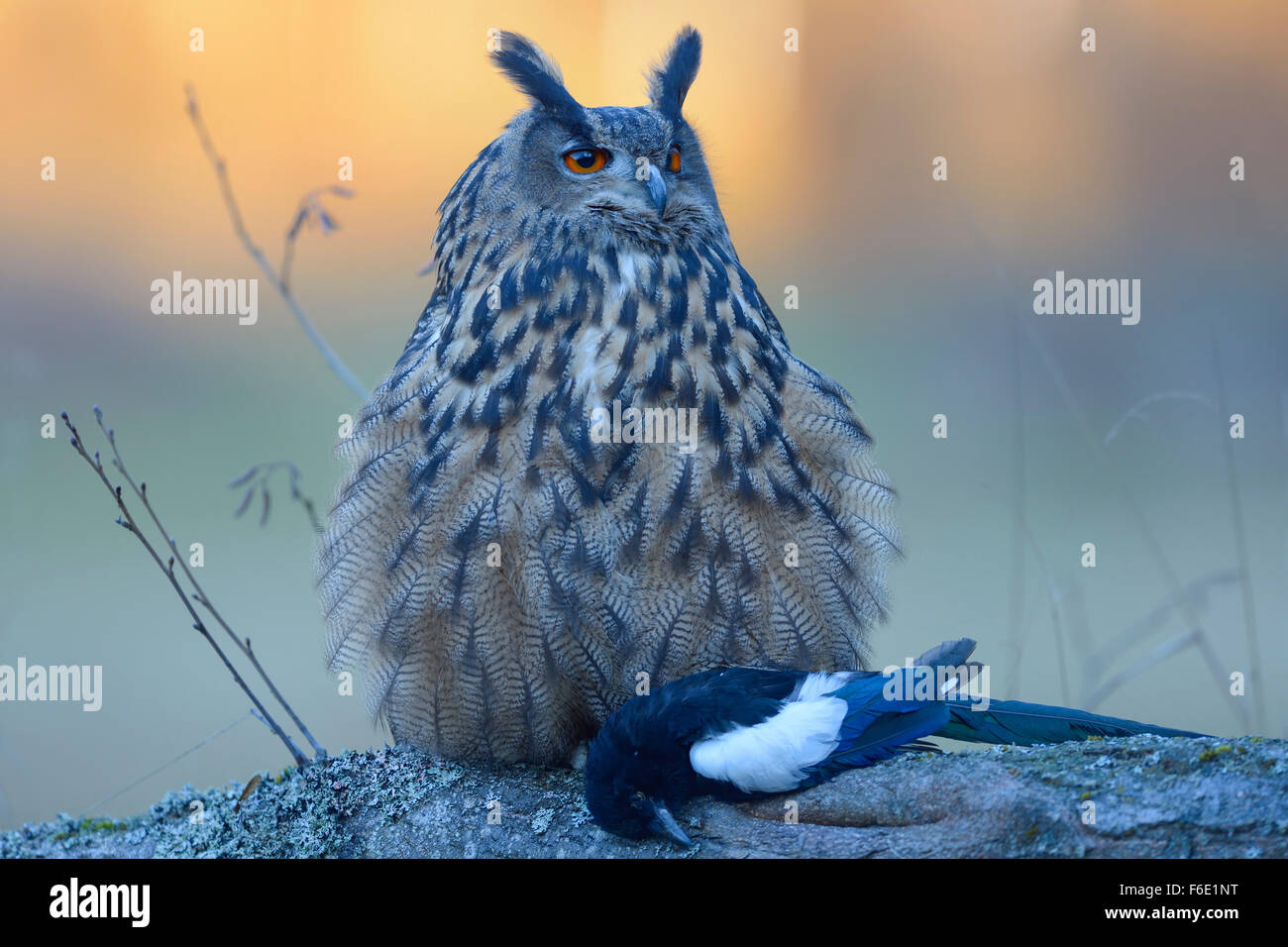Eurasian eagle-owl (Bubo bubo), adult female with prey, Eurasian magpie ...