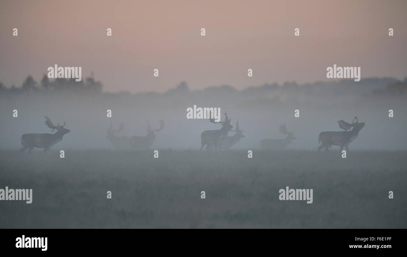 Fallow deer (Dama dama), bucks at rutting ground, mist, morning light ...