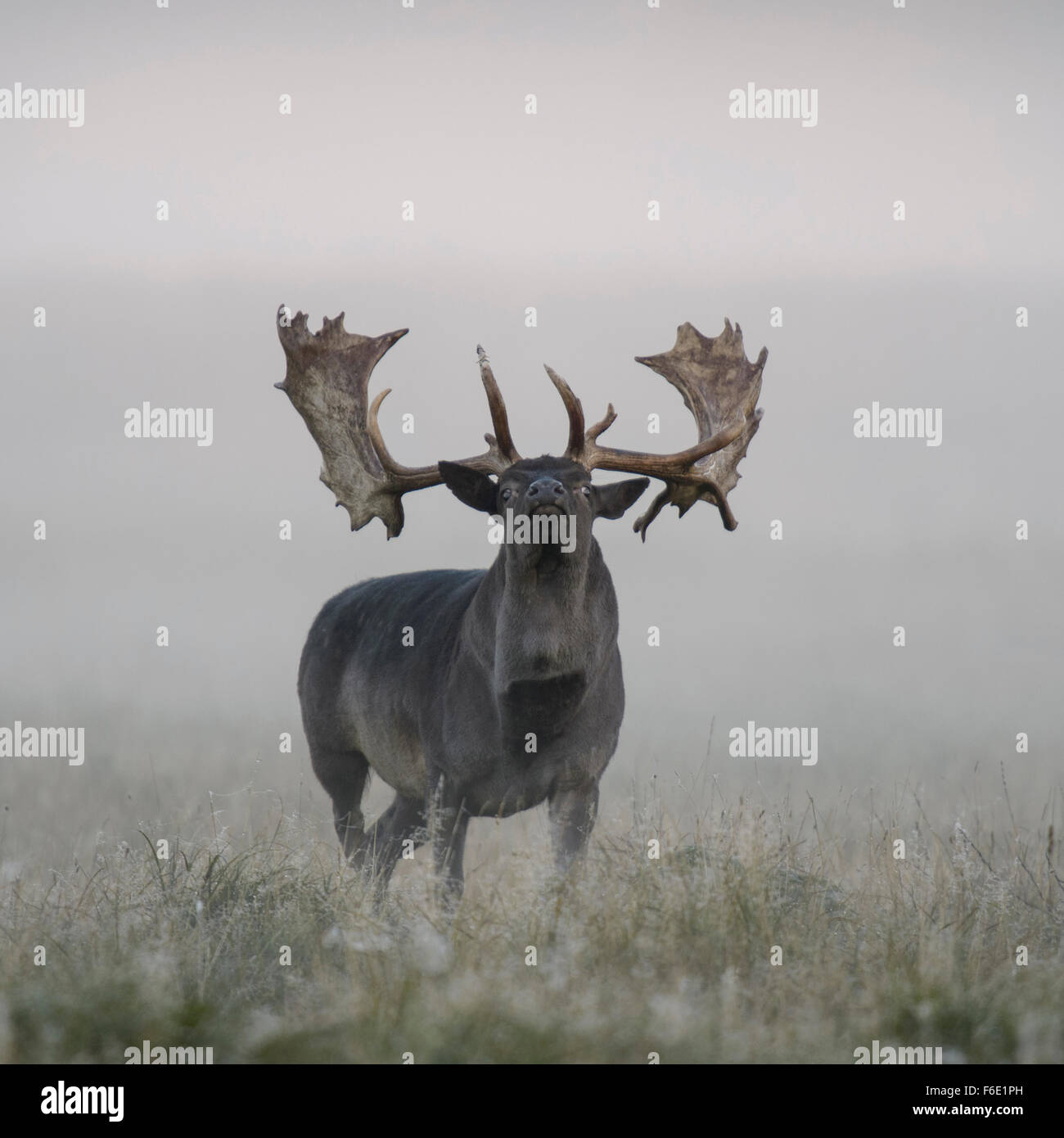 Fallow deer (Dama dama), buck, black morph, mist, Zealand, Denmark ...