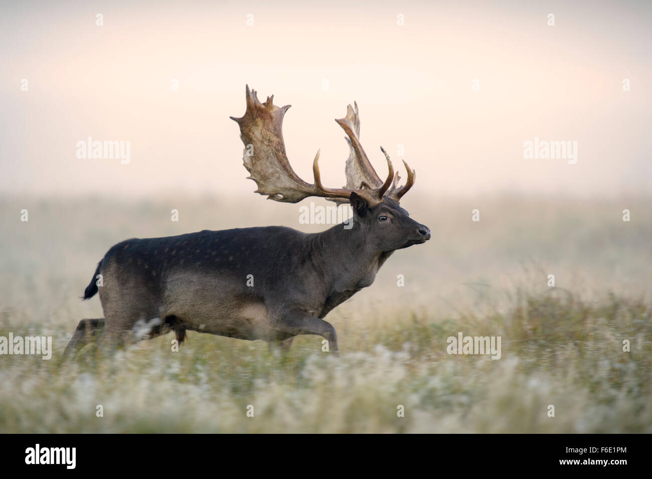 Black fallow deer hi-res stock photography and images - Alamy