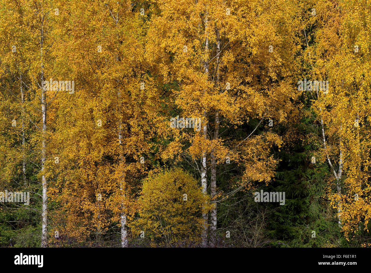 Sumava national park hi-res stock photography and images - Alamy