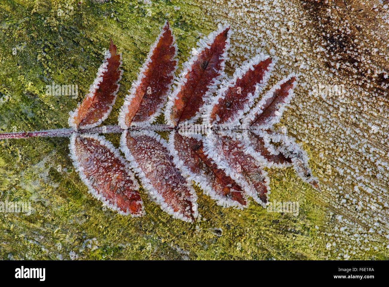 Rowan leaf (Sorbus aucuparia), covered with hoarfrost, Bohemian Forest ...