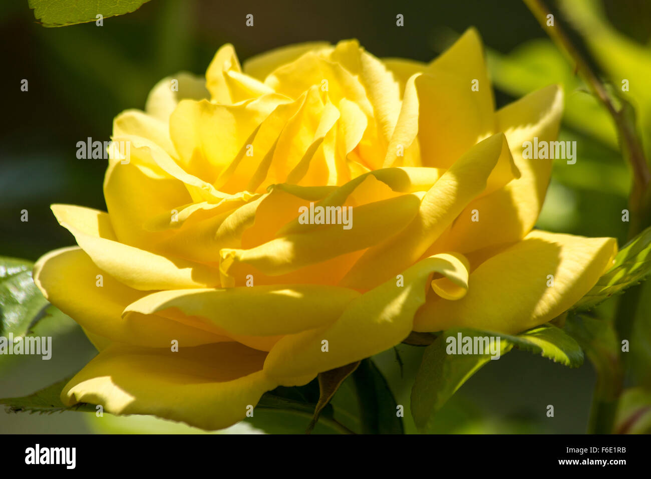 Yellow rose in bloom (close up photography Stock Photo - Alamy