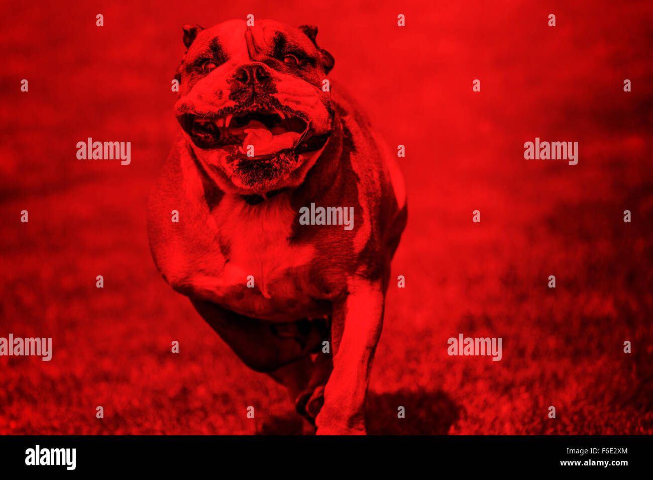 Dangerous bulldog with widely open mouth attacks. The red overlay ...
