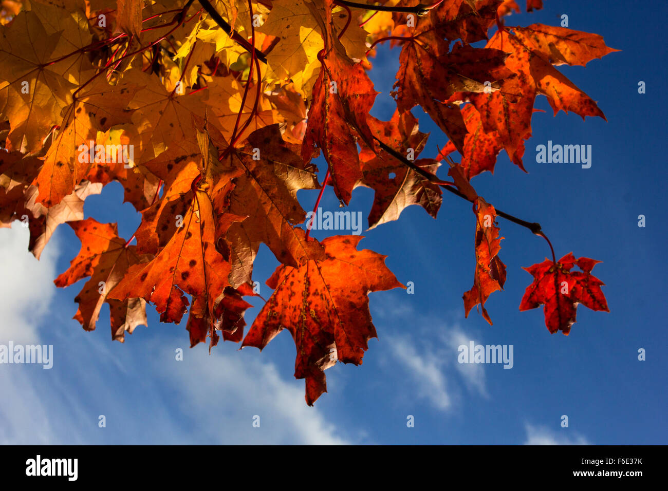 Blue leaves hi-res stock photography and images - Alamy