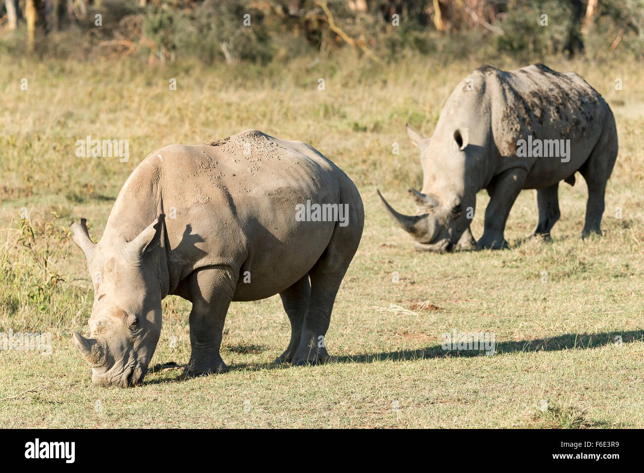 White rhinoceroses or square-lipped rhinoceroses (Ceratotherium simum ...