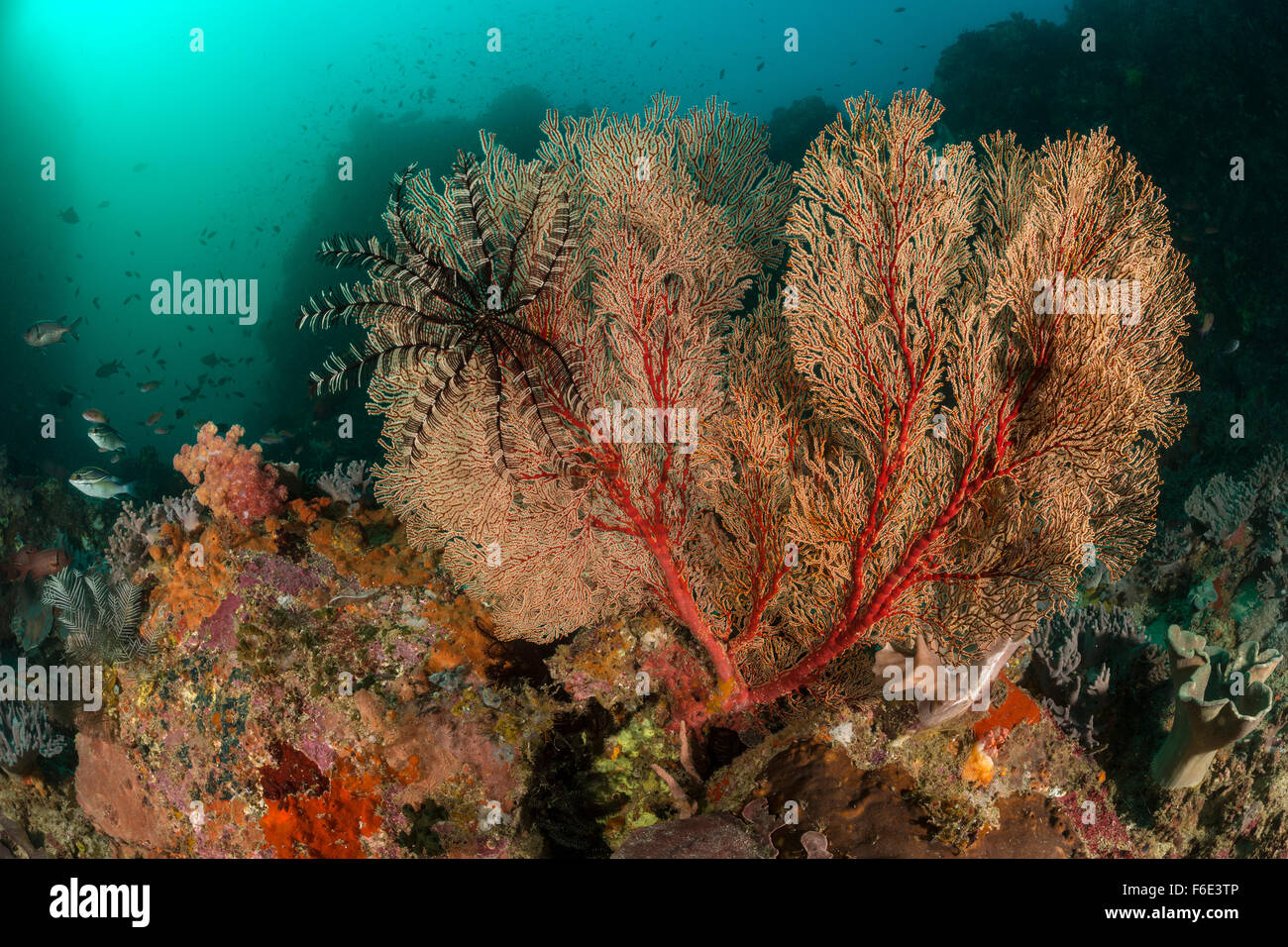 Sea Fan in Coral Reef, Melithaea sp., Komodo, Indonesia Stock Photo - Alamy