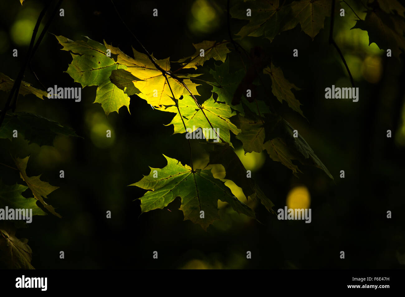Sunlight highlighting just a few leaves Stock Photo - Alamy