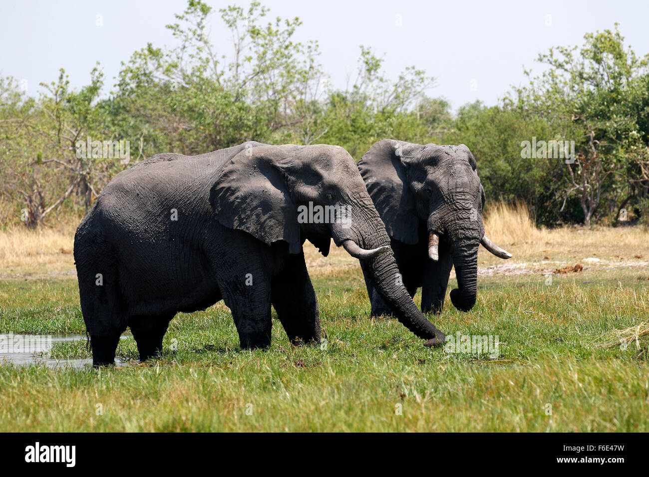 African elephants are the largest living terrestrial animals in the ...
