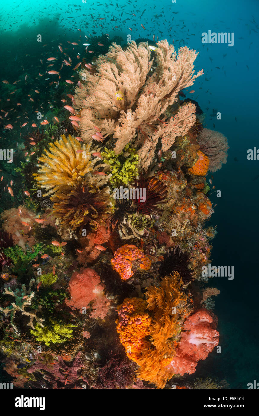 Colored Coral Reef, Melithaea sp., Komodo, Indonesia Stock Photo - Alamy