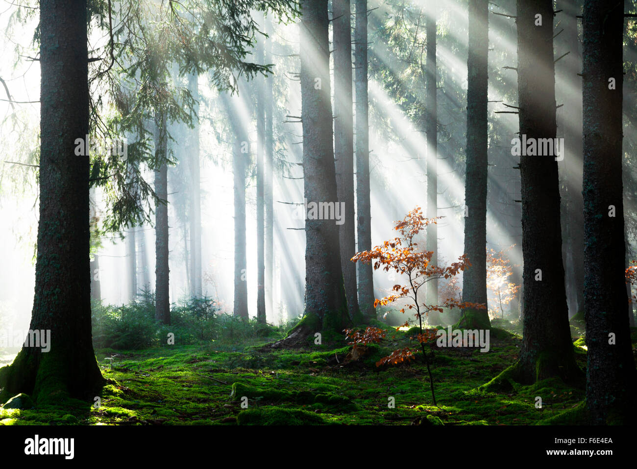 Rays of sunlight shining through trees in fog, spruce (Picea sp ...