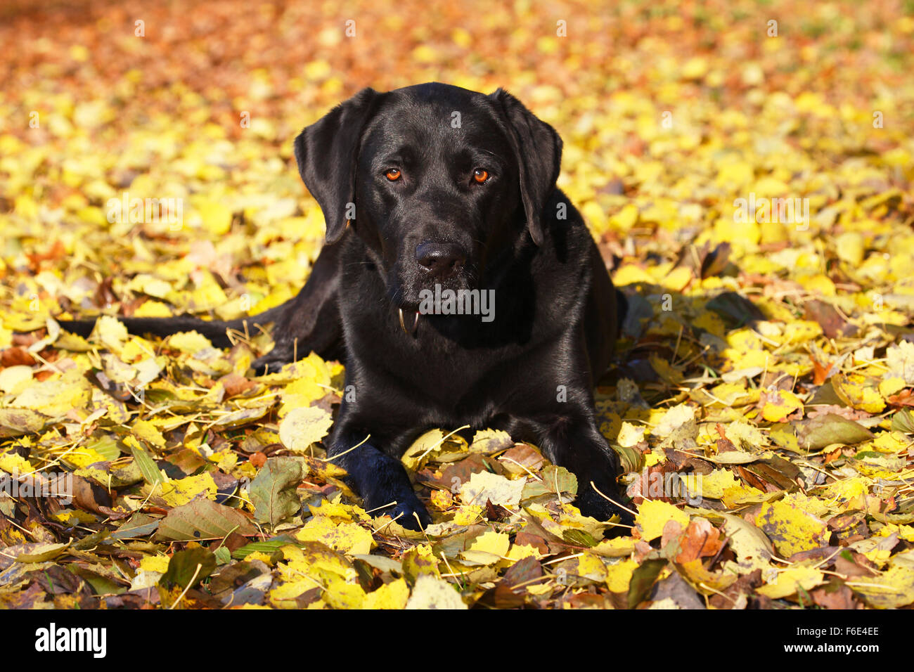 Black Labrador Retriever (Canis lupus familiaris) in autumn leaves ...