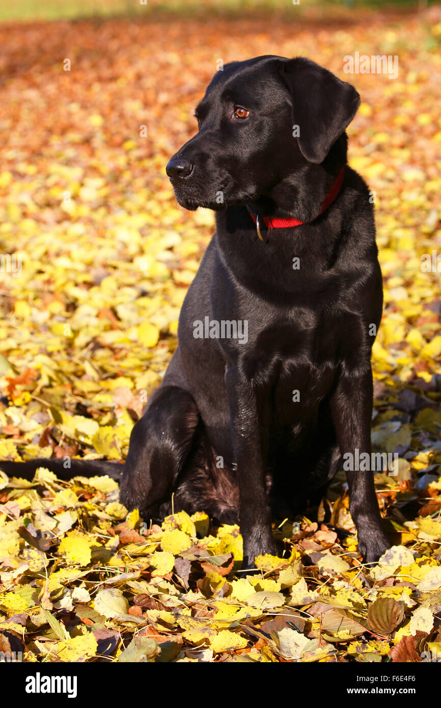 Black Labrador Retriever (Canis lupus familiaris) in autumn leaves ...