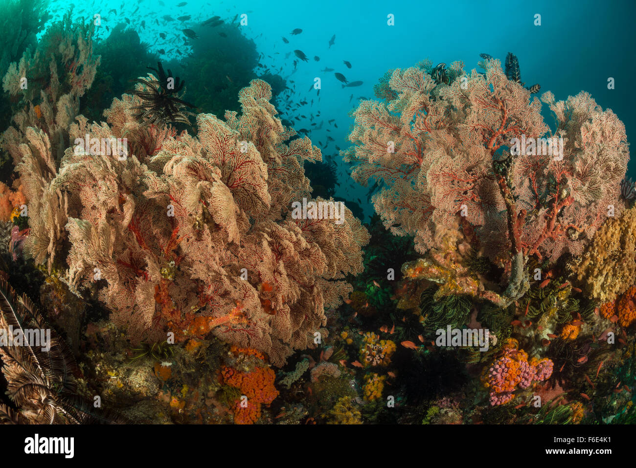 Sea Fan in Coral Reef, Melithaea sp., Komodo, Indonesia Stock Photo - Alamy