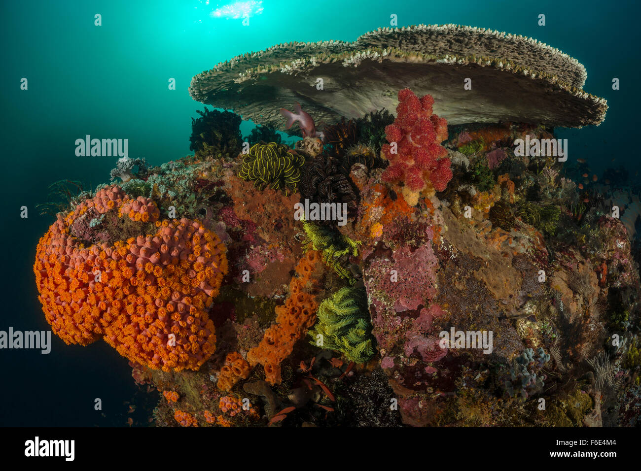 Colored Coral Reef, Tubastrea faulkneri, Komodo, Indonesia Stock Photo ...