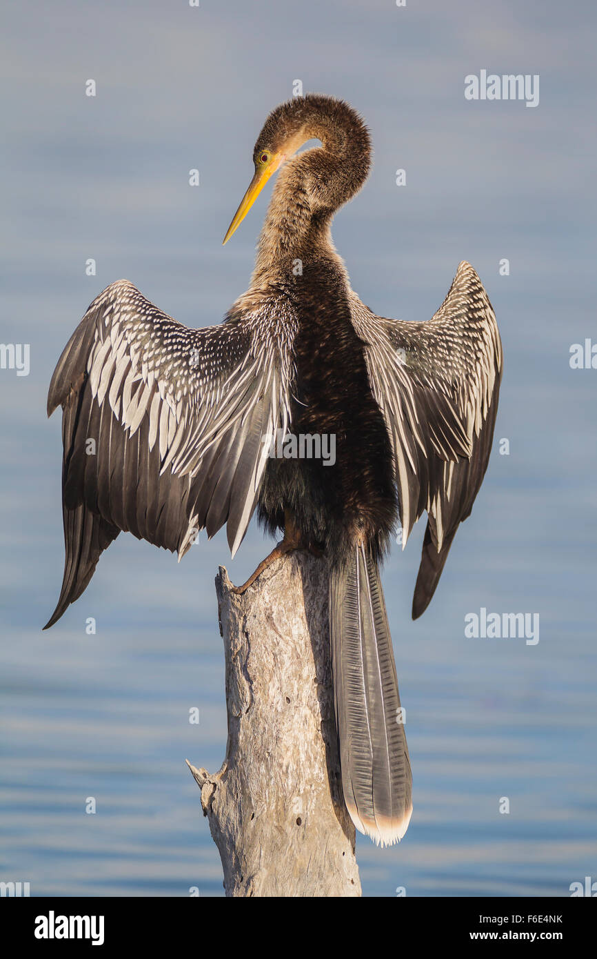 Anhinga (Anhinga anhinga) drying its wings, Florida, Everglades, USA ...