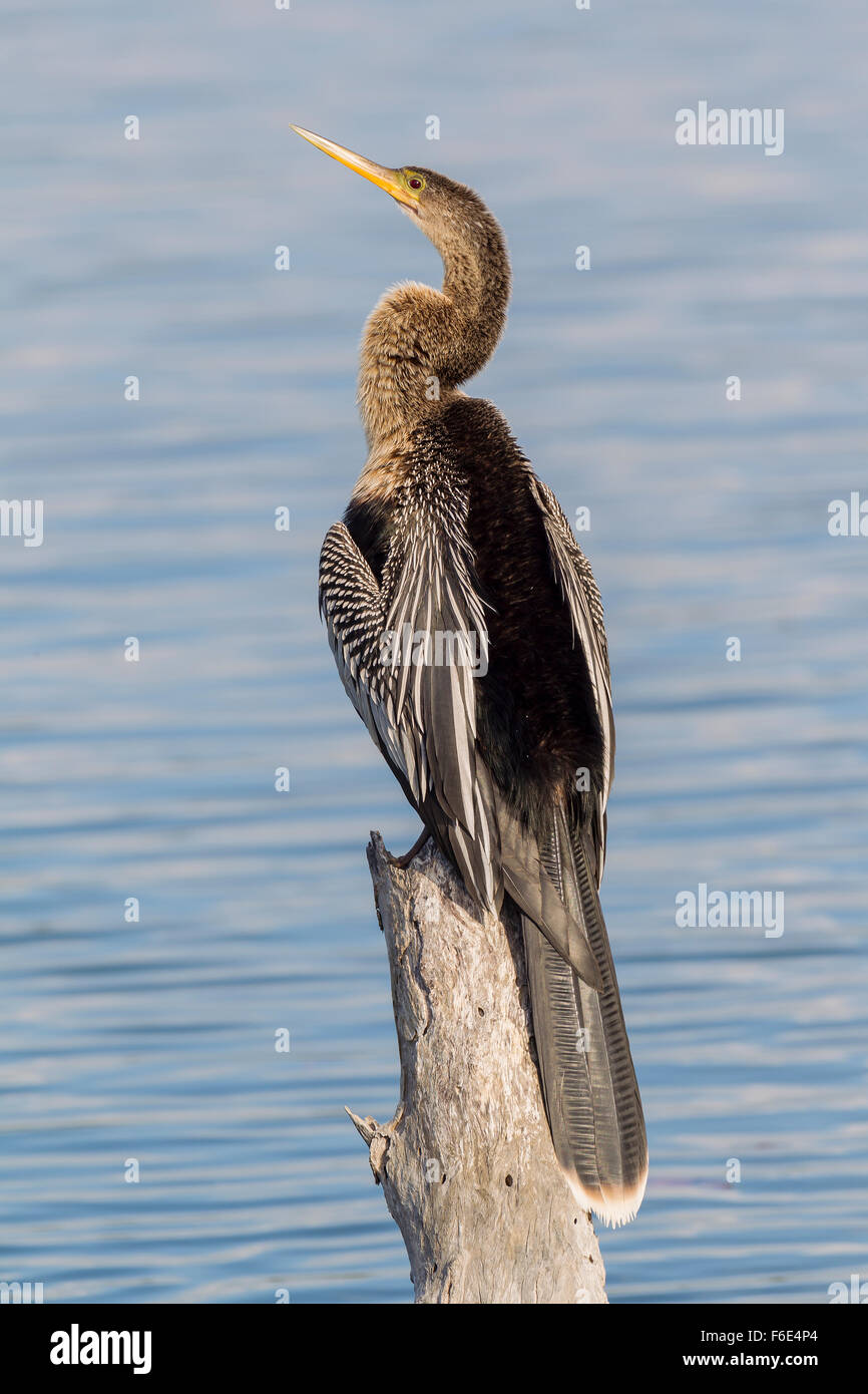 Anhinga (Anhinga anhinga) by water, Florida, Everglades, USA Stock ...