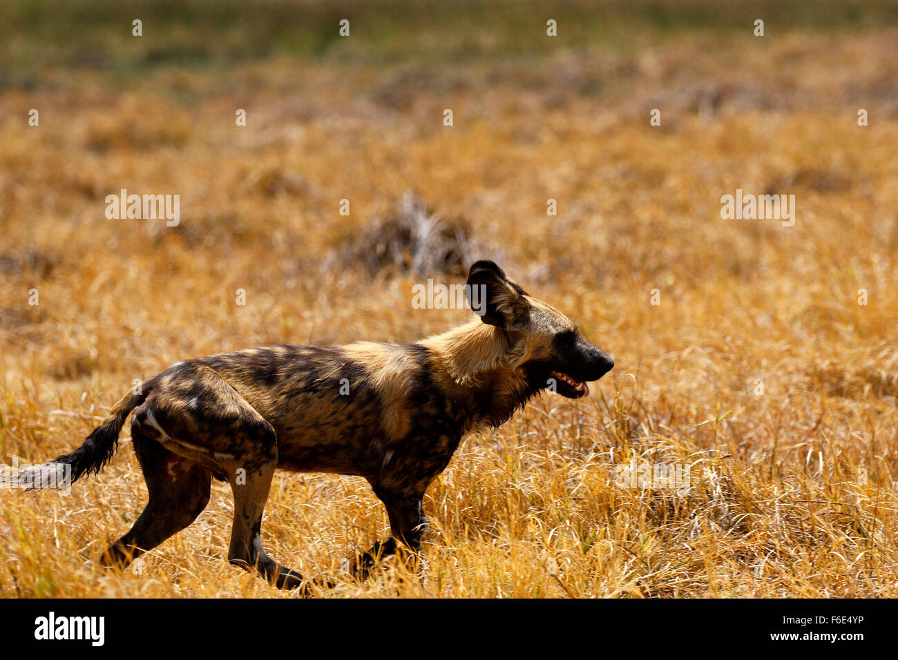 African wild dogs socializing playfully beautiful dogs having fun. They ...